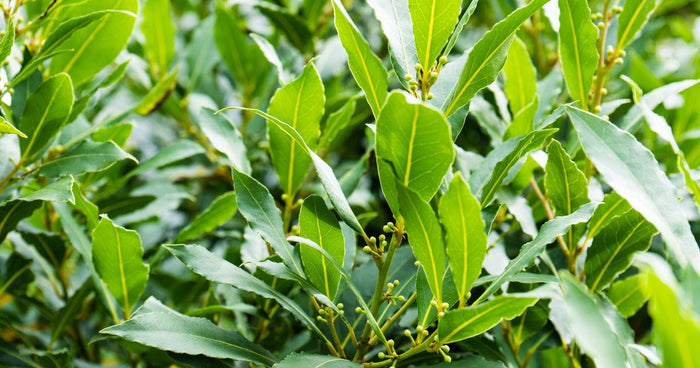 Le guide complet du laurier - FUXTEC Astuces Jardin