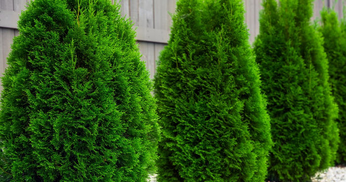 Le guide complet du thuya - FUXTEC Astuces Jardin